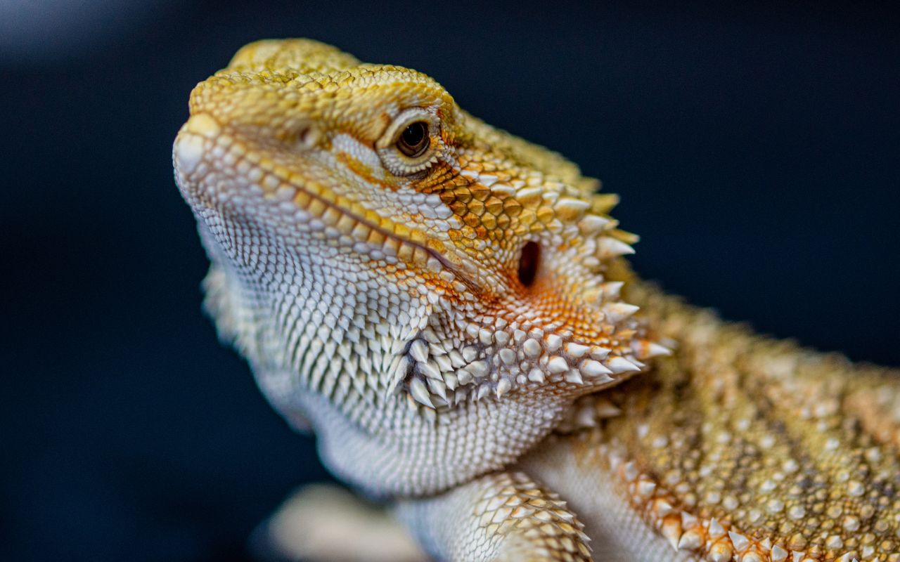 End-of-Year Enclosure Deep Clean: Step-by-Step Guide - Avalon Exotics