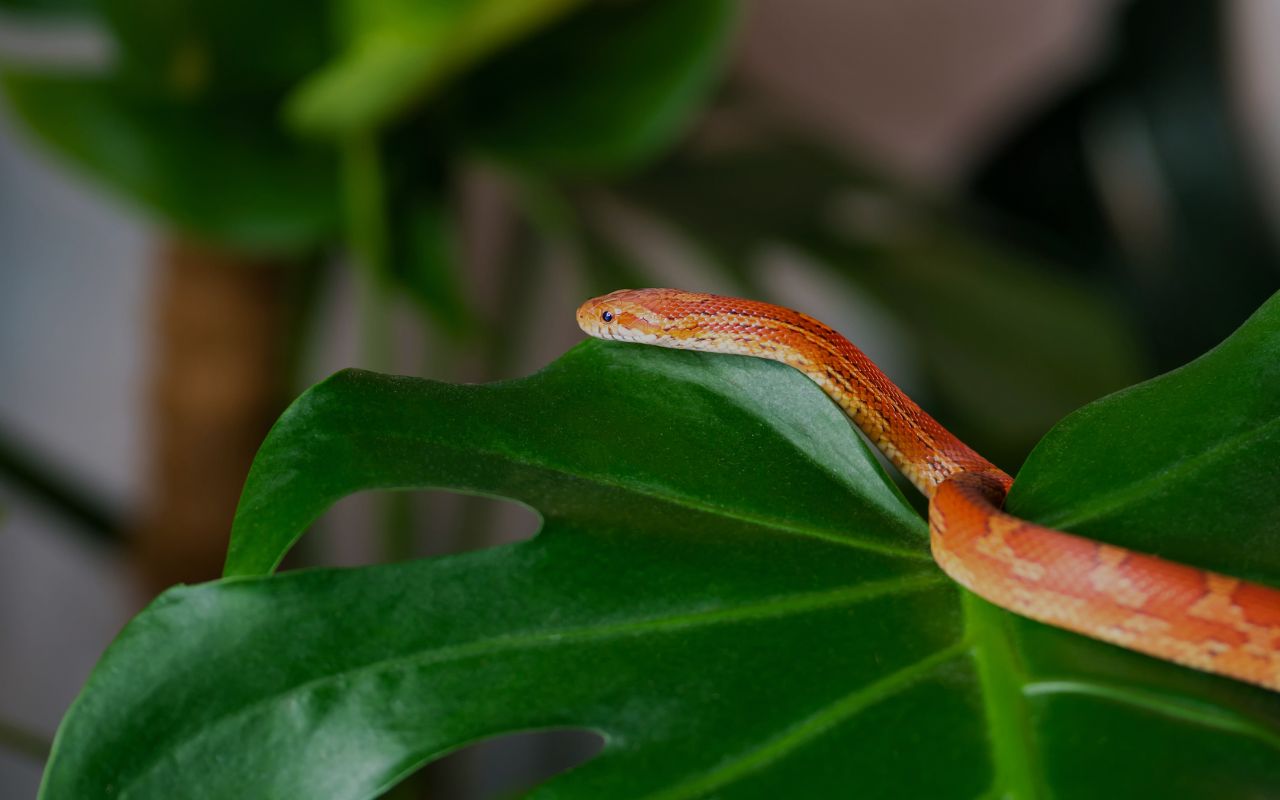 How to Budget for Your First Exotic Pet - Avalon Exotics
