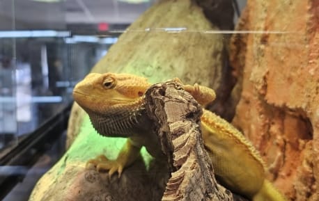 Exotic Pet Supplies & Reptiles Buffalo NY - Avalon Exotics